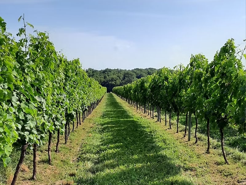 Vignoble Sauveterre de Guyenne | Château Roc de Levraut | Bordeaux